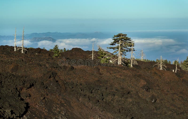 Burned Trees Left in the Lava River Stock Photo - Image of dead, rock ...