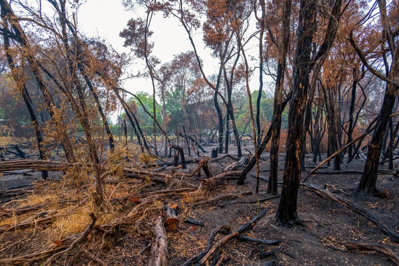 Burned Trees and Shrubs after Forest Fire. Stock Image - Image of smoke ...