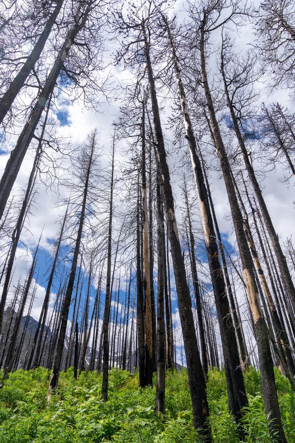 Burned Trees in Waterton Lakes National Park Canada Stock Image - Image ...