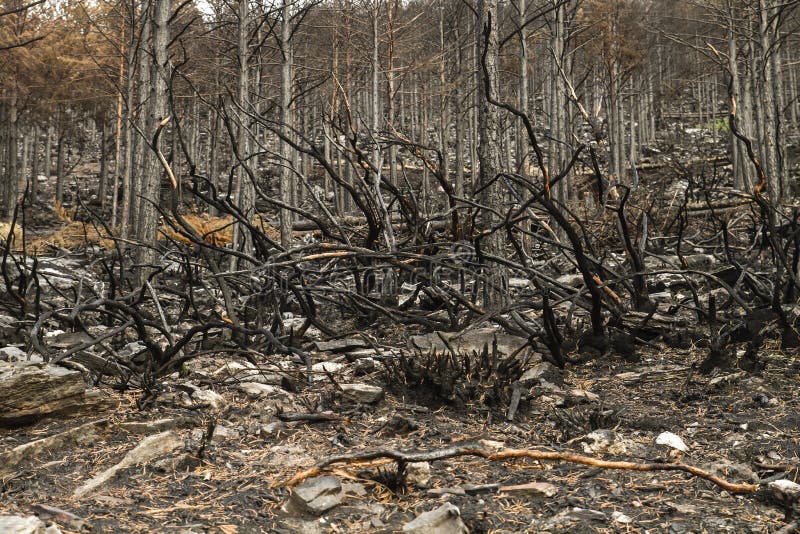 Burned Trees after a Wildfire Stock Image - Image of damage, galicia ...