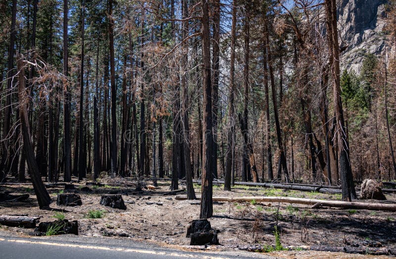 Burned Trees in Yosemite Valley Stock Photo - Image of environment ...