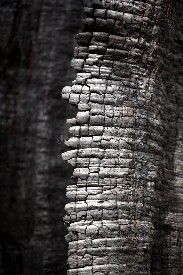 Burned trunk stock photo. Image of environment, fire, burnt - 2312992