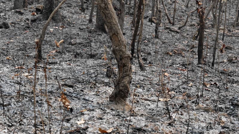 Burned Vegetation and Cinder-strewn Soil, with Remnants of Ash between ...