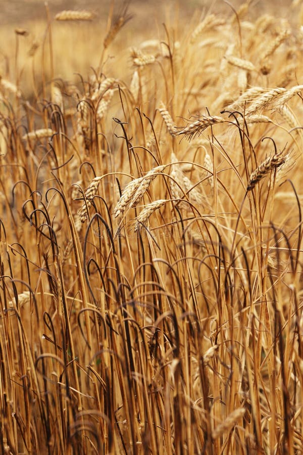 Burned Wheat Field stock image. Image of countryside - 253447143