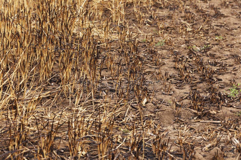 Burned Wheat Field stock photo. Image of nature, countryside - 253447164