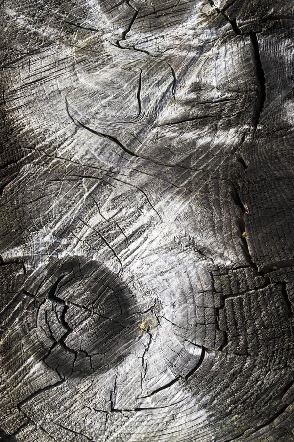 Burned wood, texture stock photo. Image of surface, black - 45445502