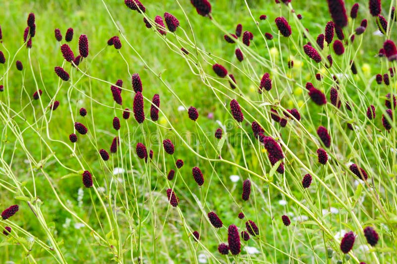 Burnet closeup summer day stock image. Image of green - 63144327