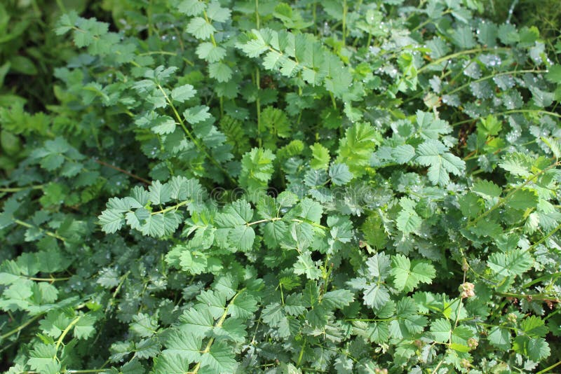 Burnet in the garden stock image. Image of herbs, garden - 259499737