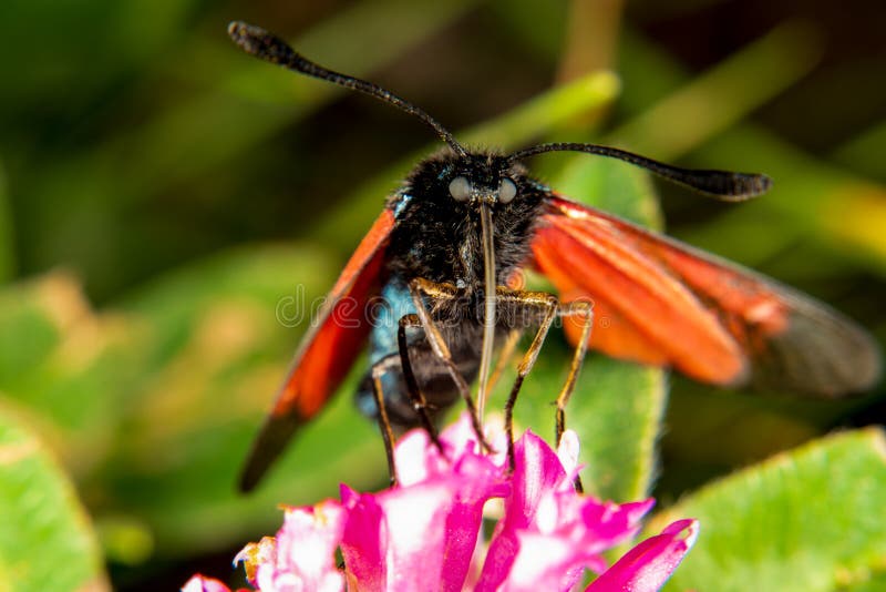 Burnet moth stock image. Image of zygaenidae, zygaena - 154751145