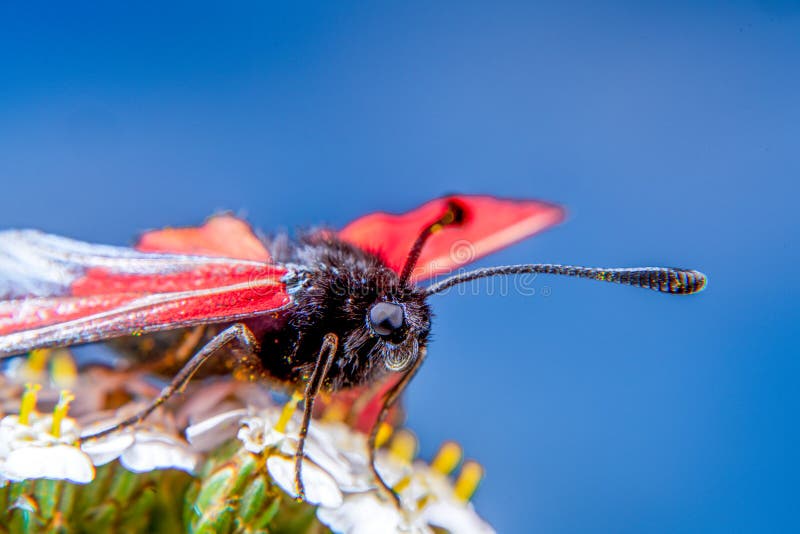Burnet moth stock photo. Image of entomology, zygaena - 154751208