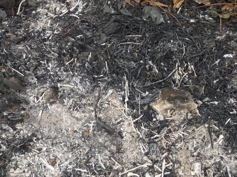 Burnt stock image. Image of plant, fire, burnet, burnt - 130538261