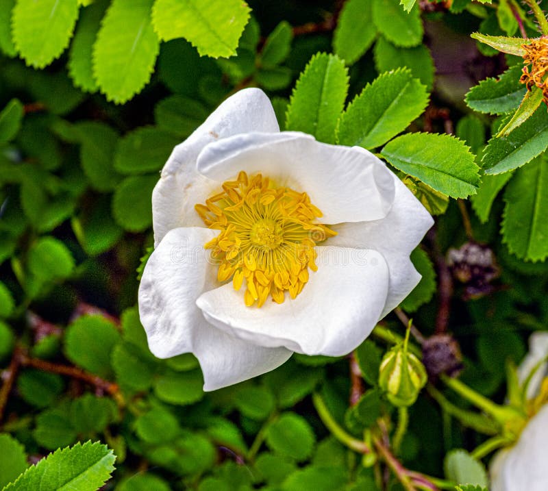 Burnet Rose (Rosa Spinosissima), Flowering Stock Photo - Image of ...