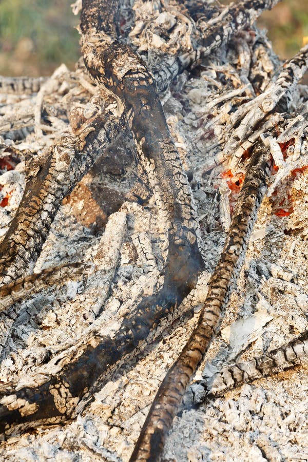 The burning ashes stock image. Image of burn, close, wildfire - 48544803
