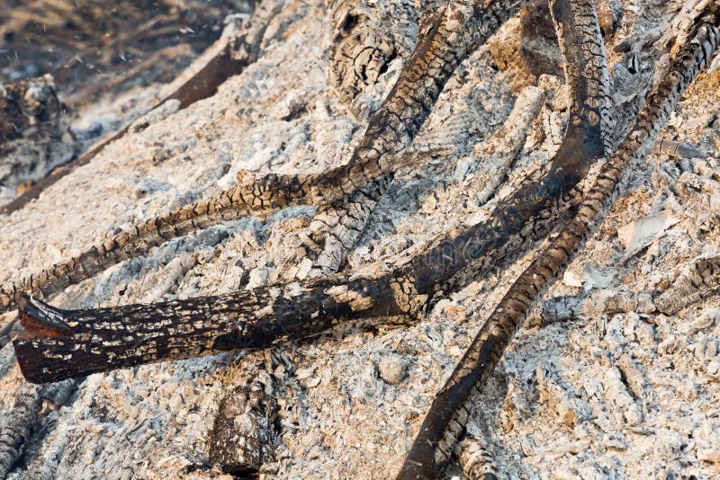 The burning ashes stock photo. Image of ignite, close - 48544832