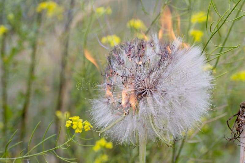 Burning Big Dandelion Dandelion. Growing in a Meadow Stock Image ...