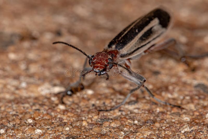 Burning Blister Beetle stock photo. Image of hirticornis - 233496112