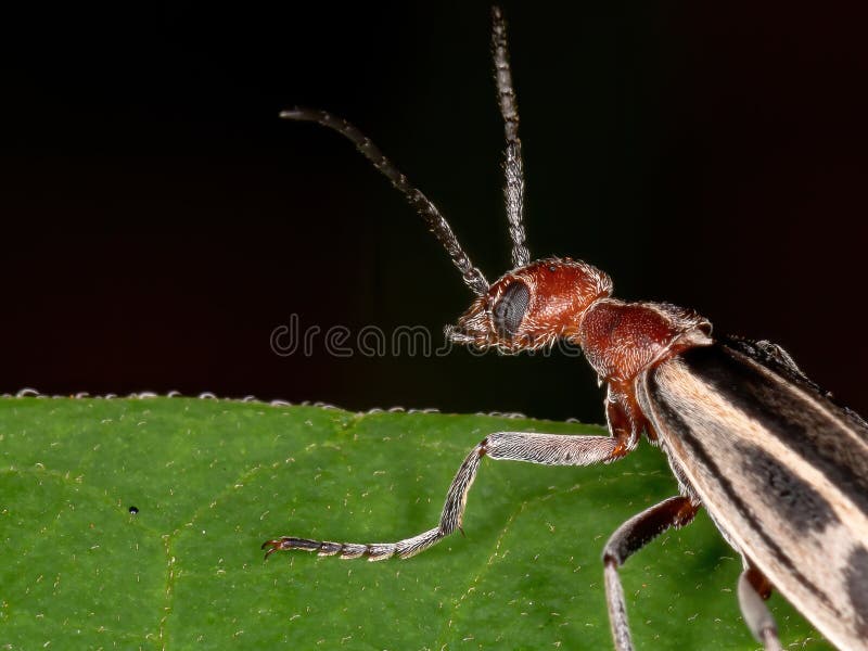 Burning Blister Beetle stock image. Image of insect - 196073189