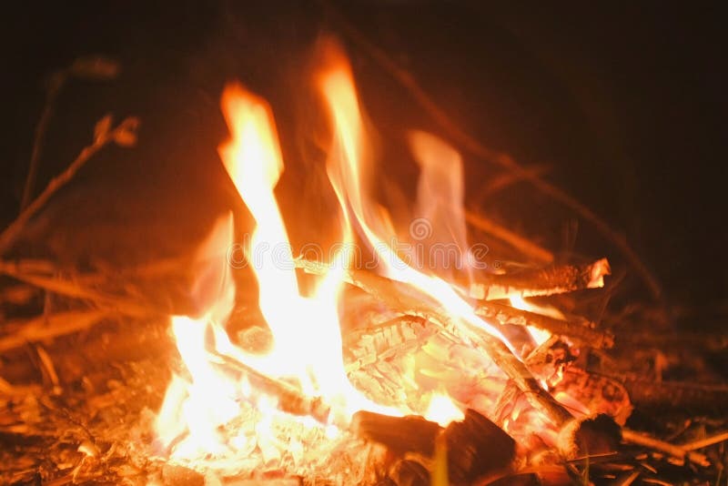 Burning Bonfire of Dry Branches in the Forest Close-up. Stock Photo ...