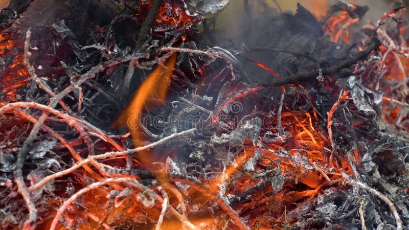 Burning Branches,forest,grass.Slow Motion Video of Fire and Flames.a ...