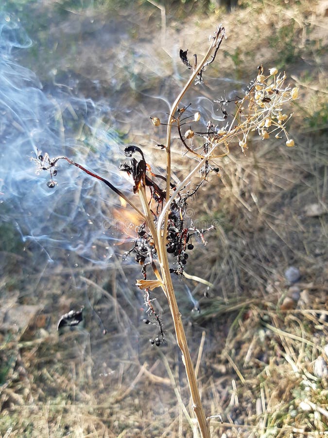 Burning stock image. Image of nature, fire, garden, burning - 153376435