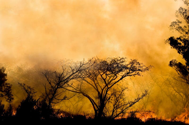 Burning Bush stock image. Image of forrest, smoke, ablaze - 11862397