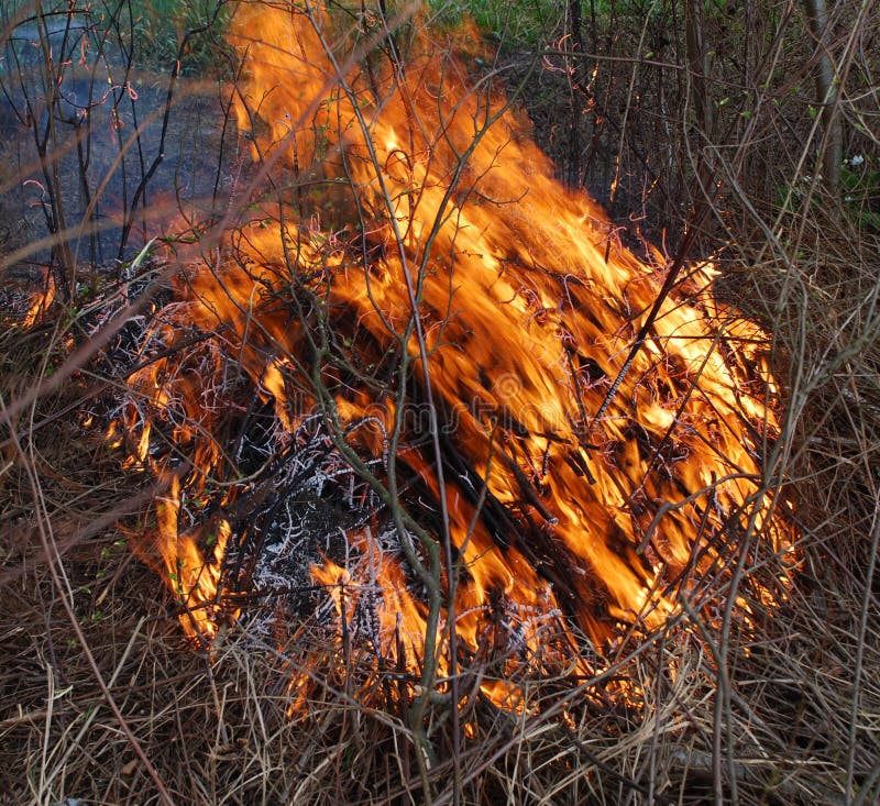 Burning bush stock photo. Image of season, fire, disaster - 14611478