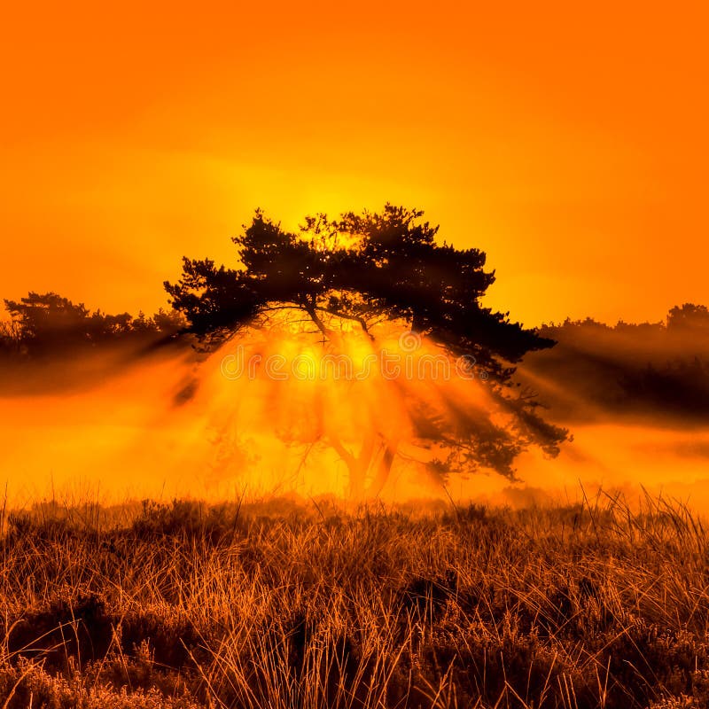 Burning Bush stock photo. Image of orange, grassland - 22523392