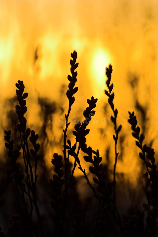 Burning bush stock photo. Image of heather, burning, yellow - 534512