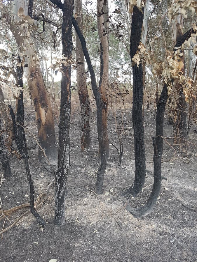 Burning bush stock image. Image of bush, legs, australian - 100755983