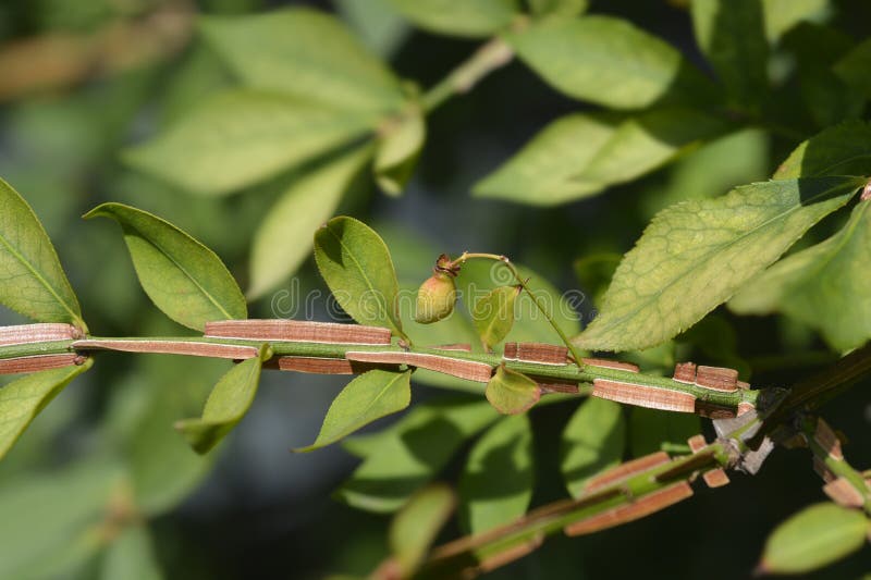 Burning Bush stock image. Image of alatus, burning, plant - 306909011