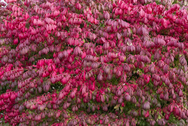 Burning Bush stock image. Image of maple, arboretum, japanese - 350389