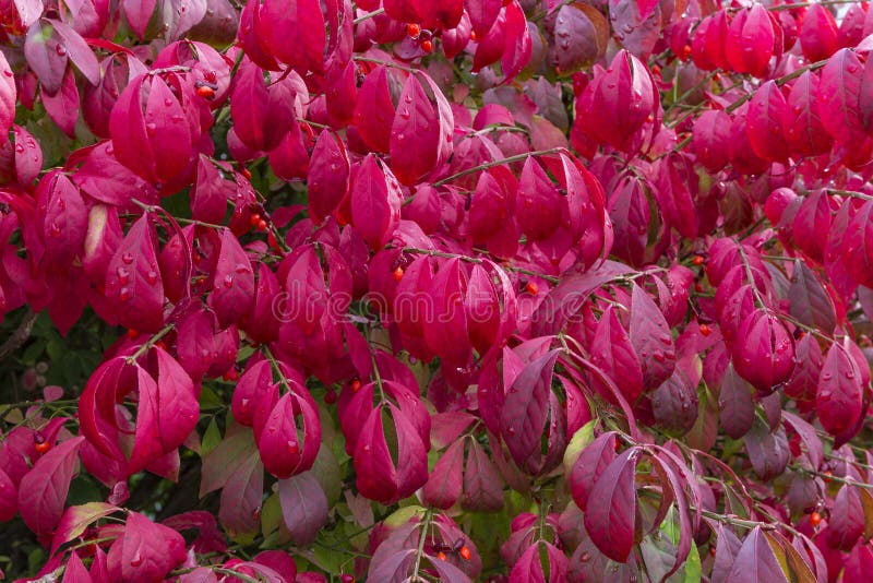 Burning Bush stock image. Image of maple, arboretum, japanese - 350389