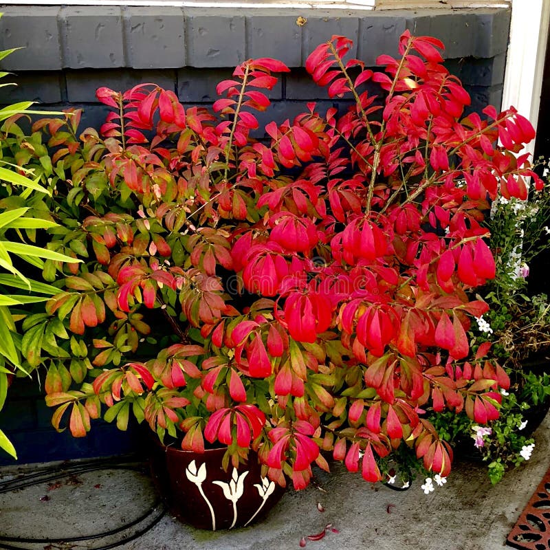 Burning bush stock image. Image of colour, full, burning - 131424737