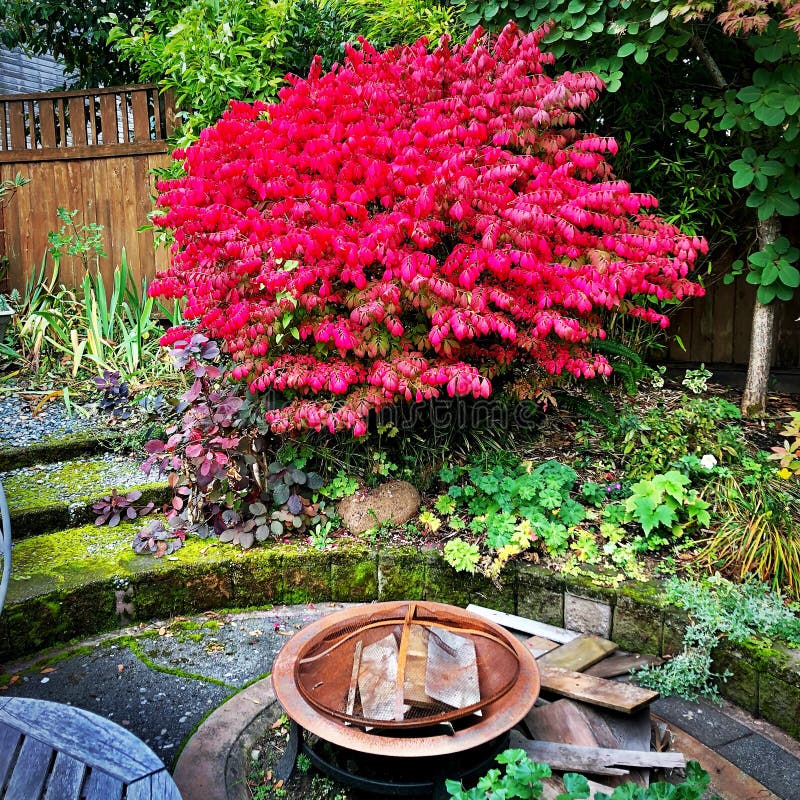 Burning Bush stock image. Image of bush, redbush, burning - 242769633