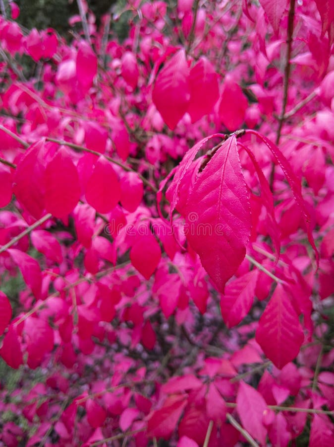 Burning Bush in Fall Colors. Stock Image - Image of bougainvillea ...