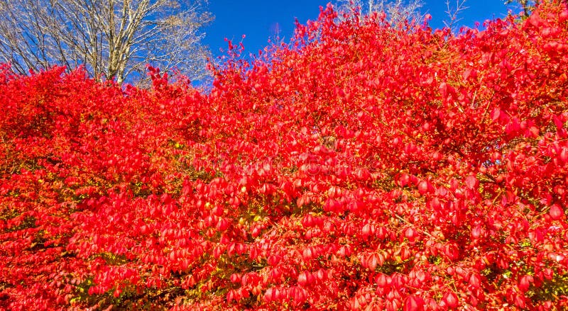 Burning Bush and Blue Sky on Sunny Day in Fall Stock Photo - Image of ...