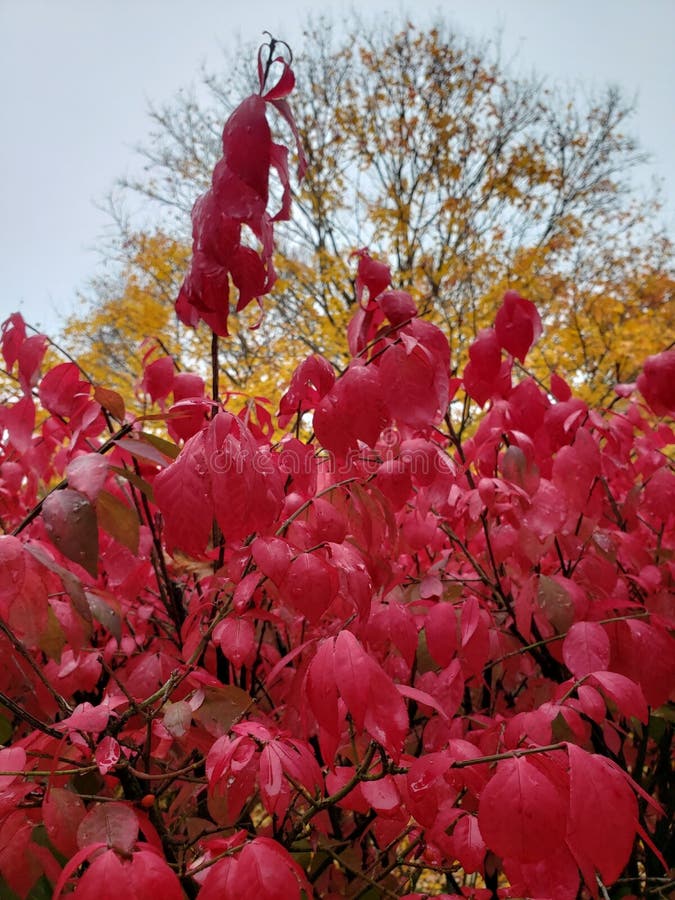 Burning Bush and Golden Tree in Autumn Stock Image - Image of brown ...