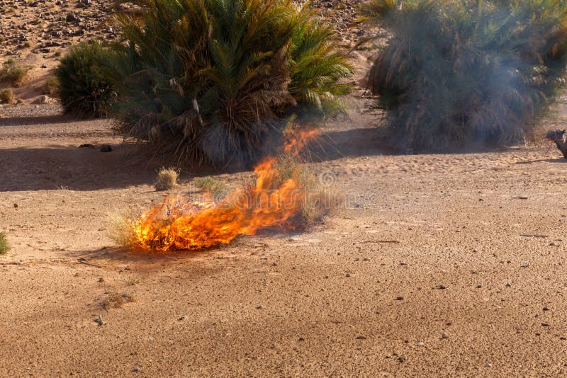 Burning Bush Grass in the Desert Stock Photo - Image of rest, sand ...