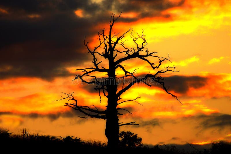 Burning Bush. Lonely Tree Silhouetted by the Sunset Stock Image - Image ...