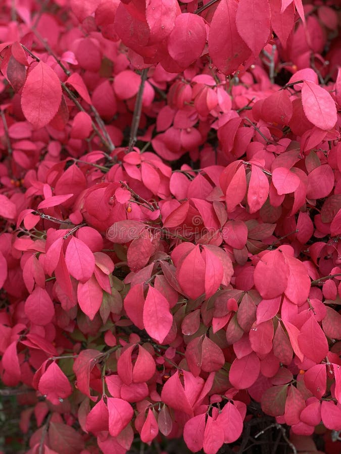 Burning Bush stock photo. Image of nature, beauty, burning - 162001802