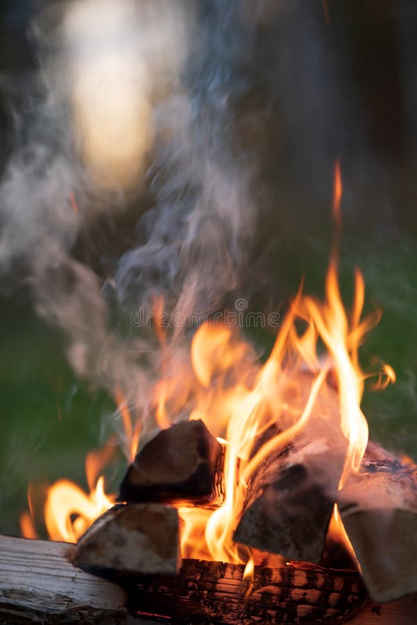 Burning Campfire, Birch Forest in the Background Stock Image - Image of ...