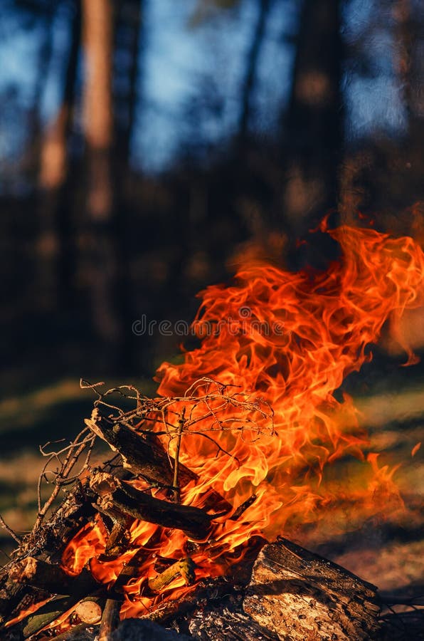 Rustic Campfire Burning in Autumn Woods with Colorful Leaves Stock ...