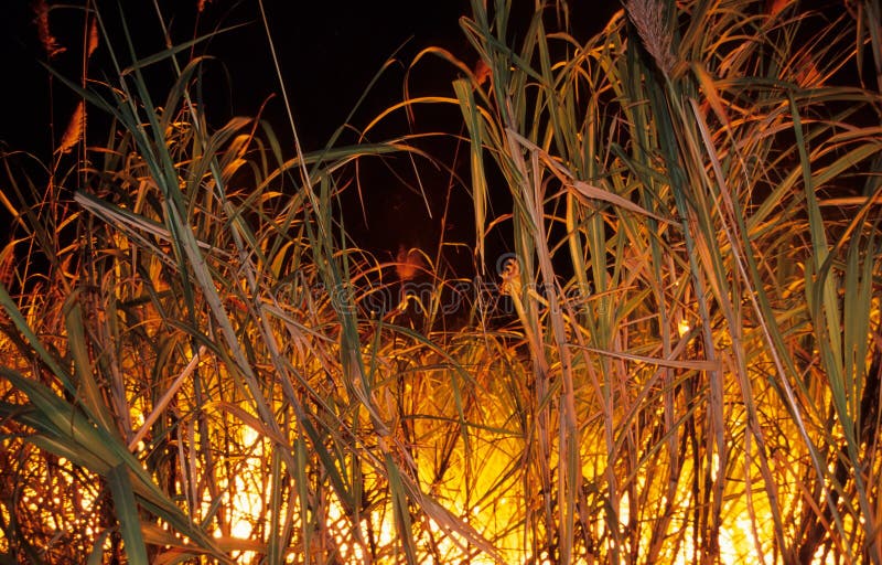 Burning the cane stock image. Image of tropical, island - 854489