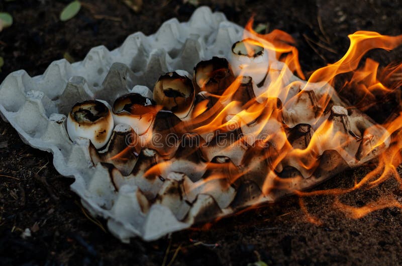 Burning Chicken Egg Tray. Cardboard Container and Five Empty Shells ...