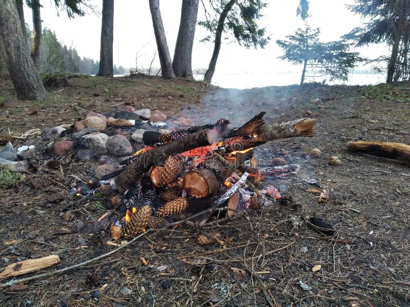 Burning Cones. a Bonfire of Cones Stock Photo - Image of closeup ...