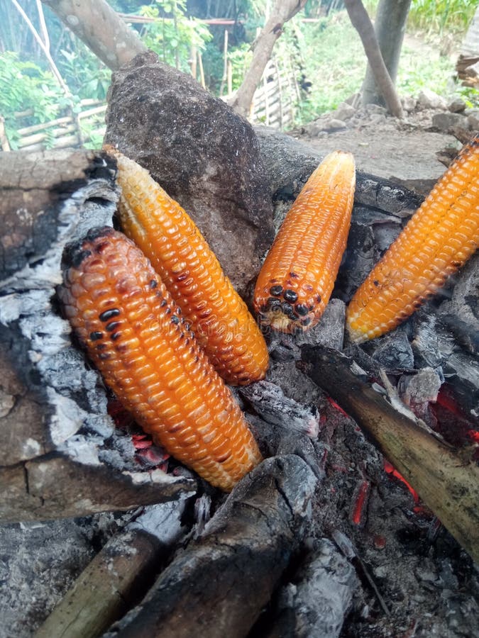 Burning Corn in the Fields Using Dead Logs Stock Image - Image of dead ...