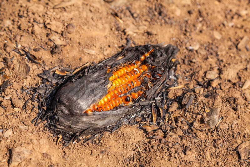 Burning Corn after Harvest Season Stock Photo - Image of agriculture ...
