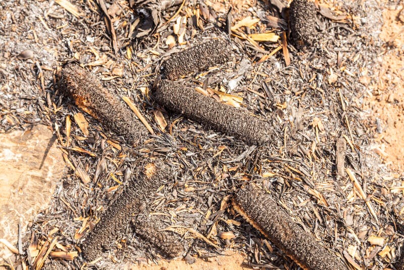 Burning Corn after Harvest Season Stock Photo - Image of agriculture ...