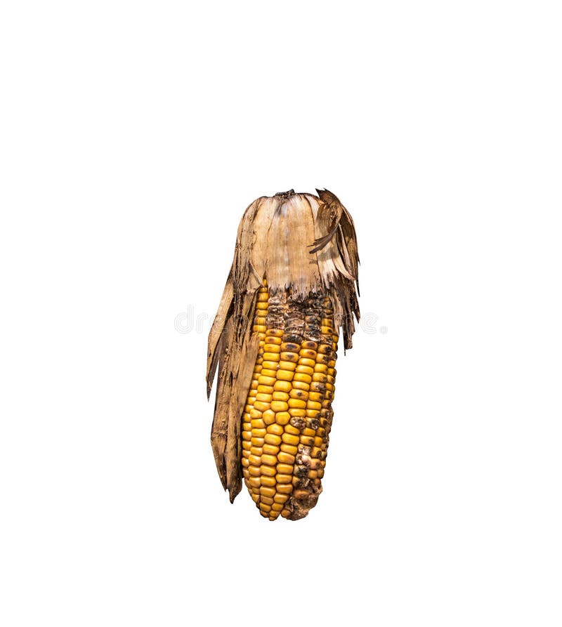 Burning Corn after Harvest Season Stock Photo - Image of agriculture ...