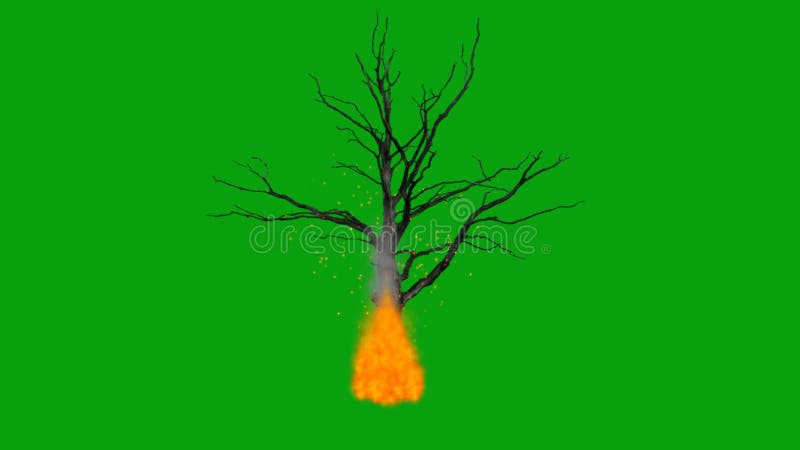 Burning Dead Tree Green Screen Motion Graphics Stock Video - Video of ...